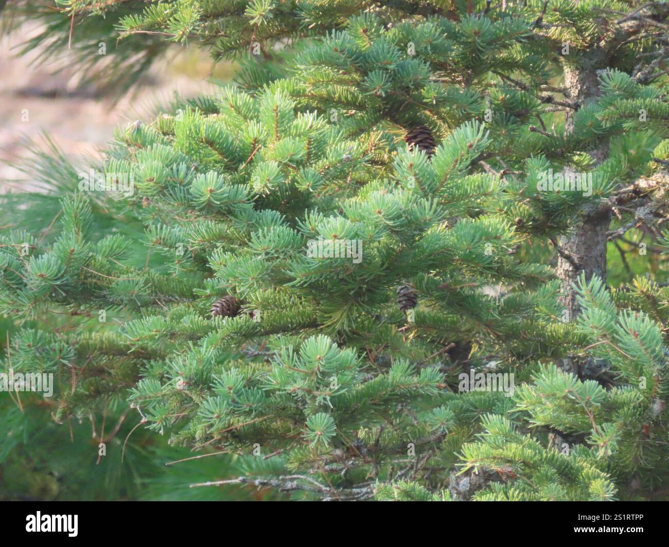 white spruce (Picea glauca Stock Photo - Alamy