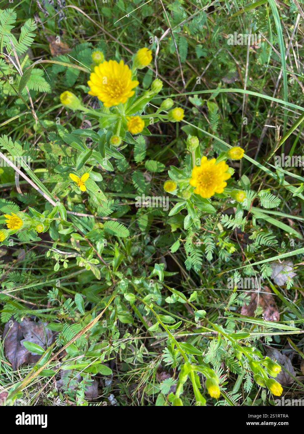 Maryland golden-aster (Chrysopsis mariana Stock Photo - Alamy