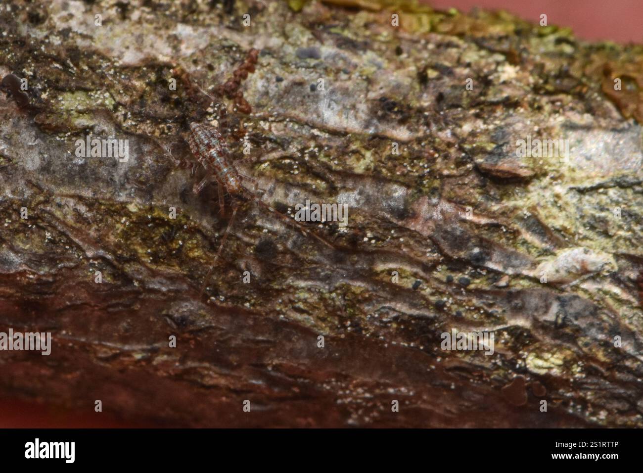 Barklice, Booklice, and Parasitic Lice (Psocodea Stock Photo - Alamy