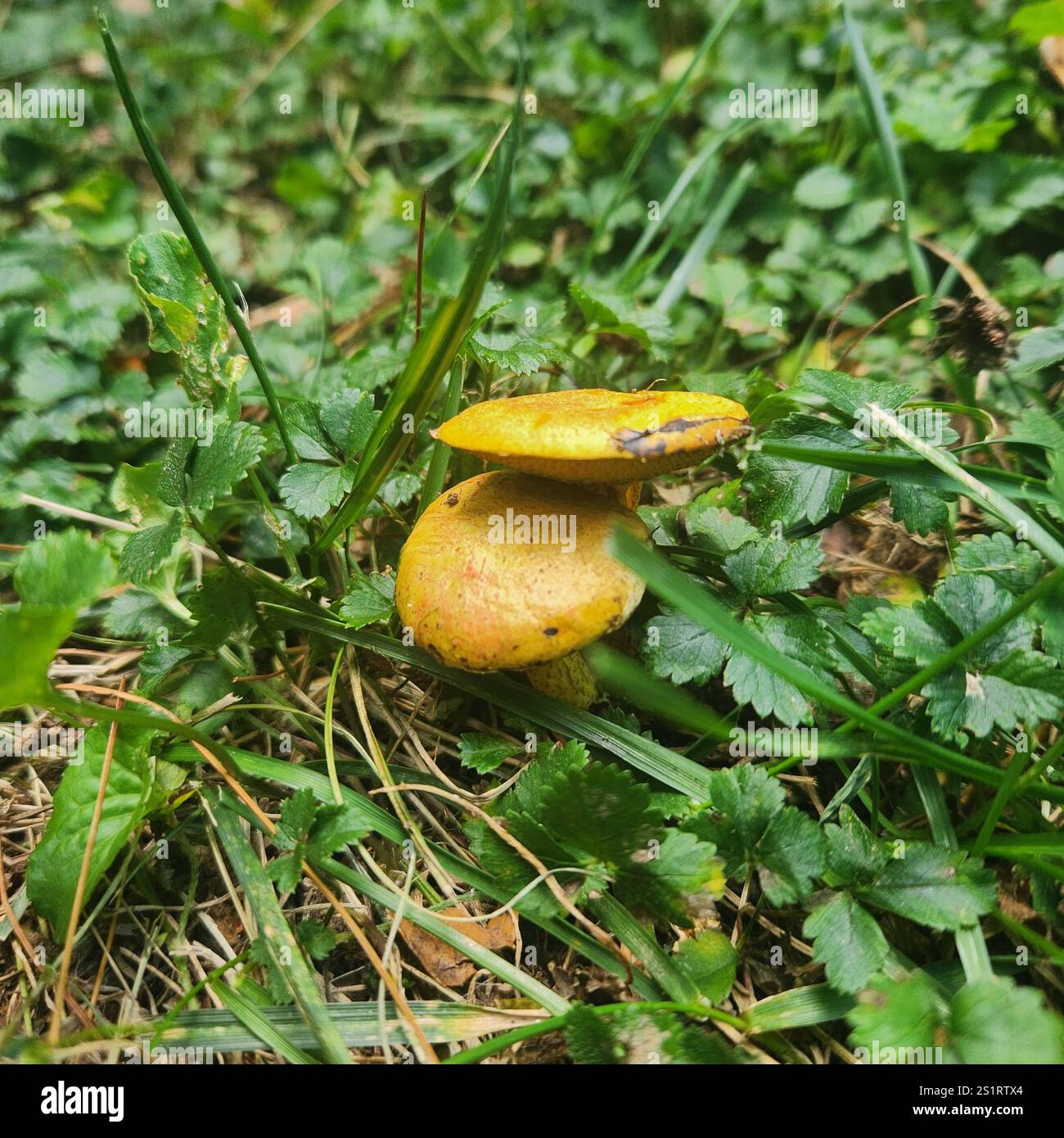 Chicken Fat Mushroom (Suillus americanus Stock Photo - Alamy