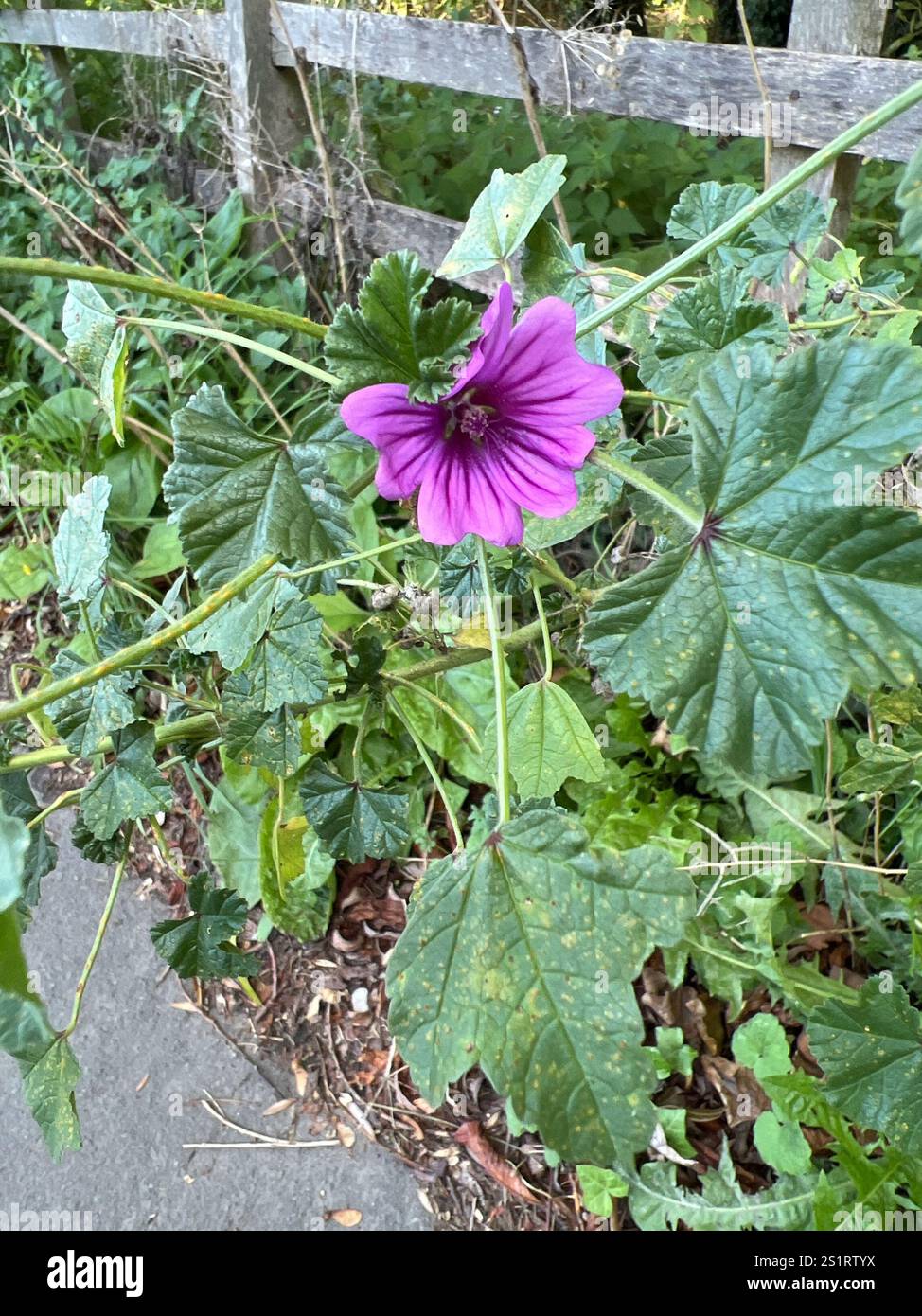 Common Mallow (Malva sylvestris Stock Photo - Alamy