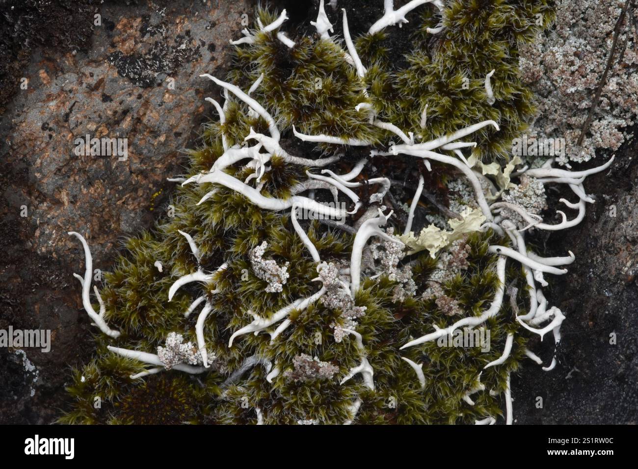 Whiteworm Lichen (Thamnolia vermicularis Stock Photo - Alamy