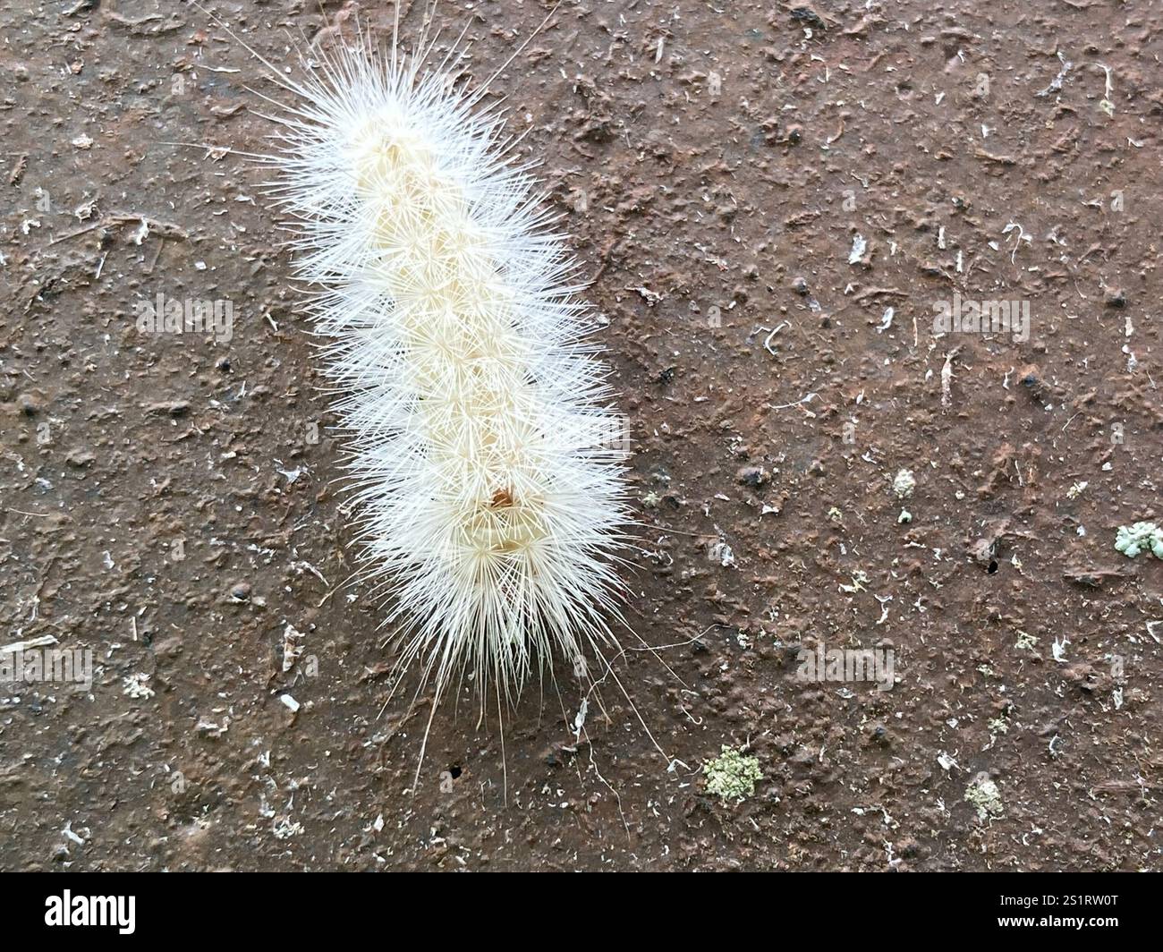Edwards' Wasp Moth (Lymire edwardsii Stock Photo - Alamy