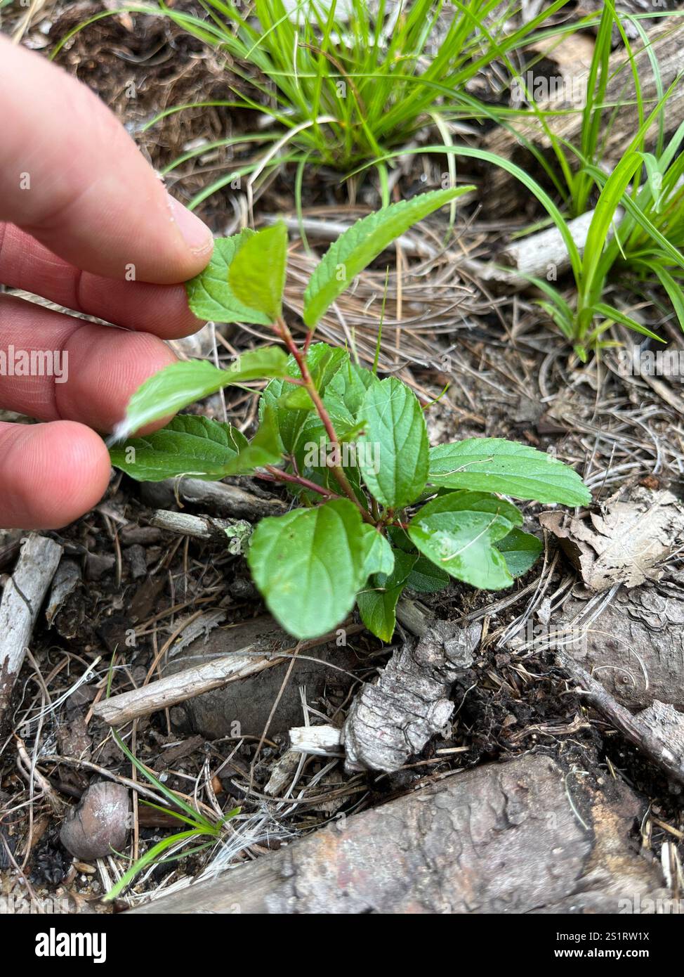 New Jersey tea (Ceanothus americanus Stock Photo - Alamy