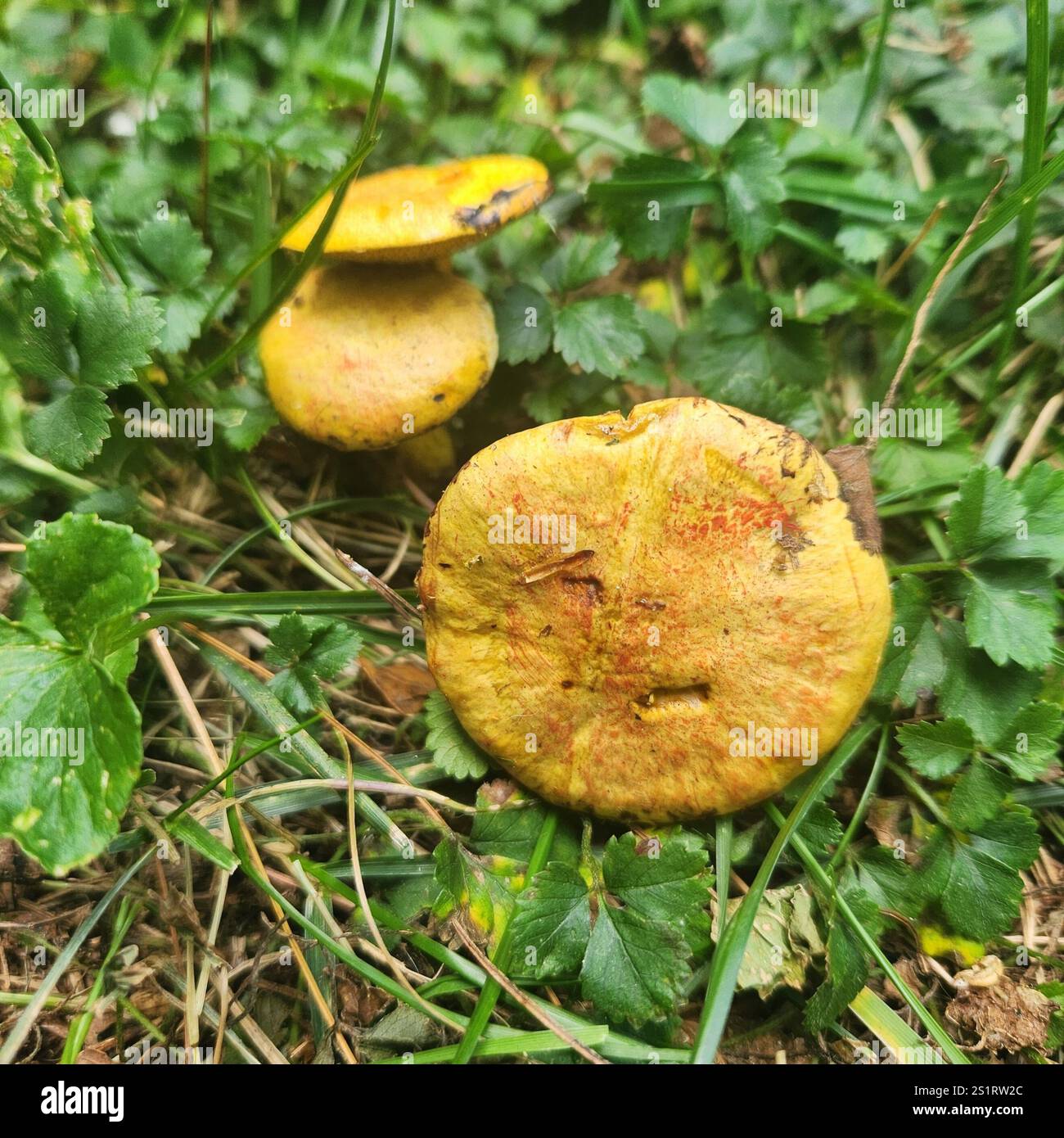 Chicken Fat Mushroom (Suillus americanus Stock Photo - Alamy