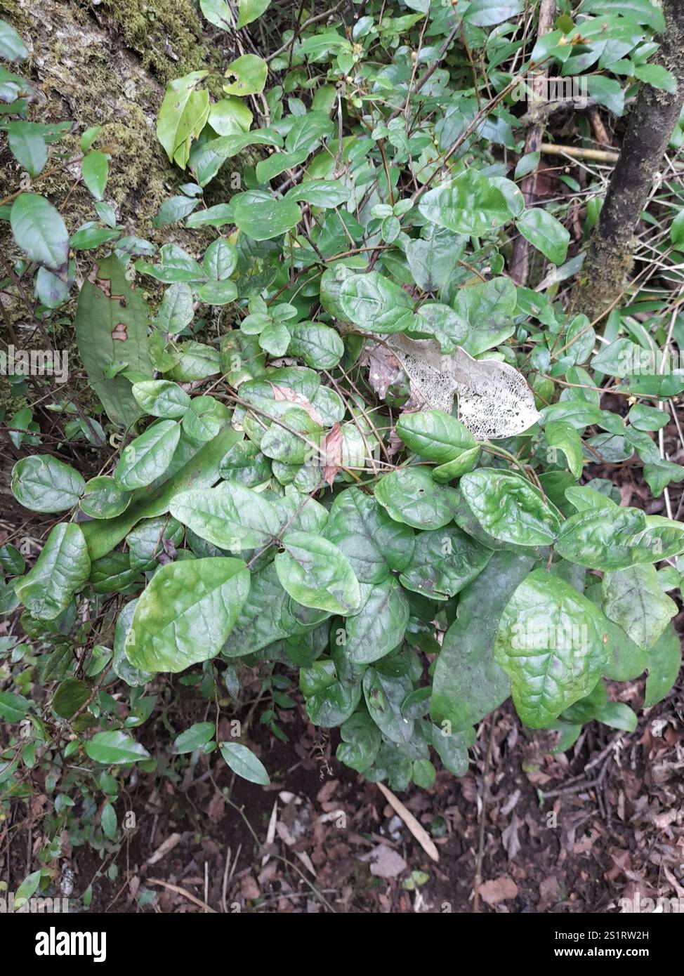 pilpil (Boquila trifoliolata Stock Photo - Alamy