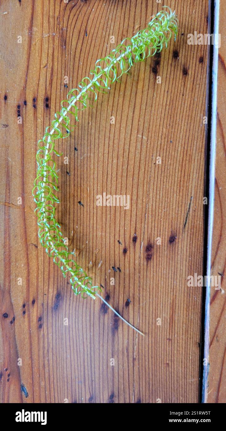 Nuttall's Waterweed (Elodea nuttallii Stock Photo - Alamy