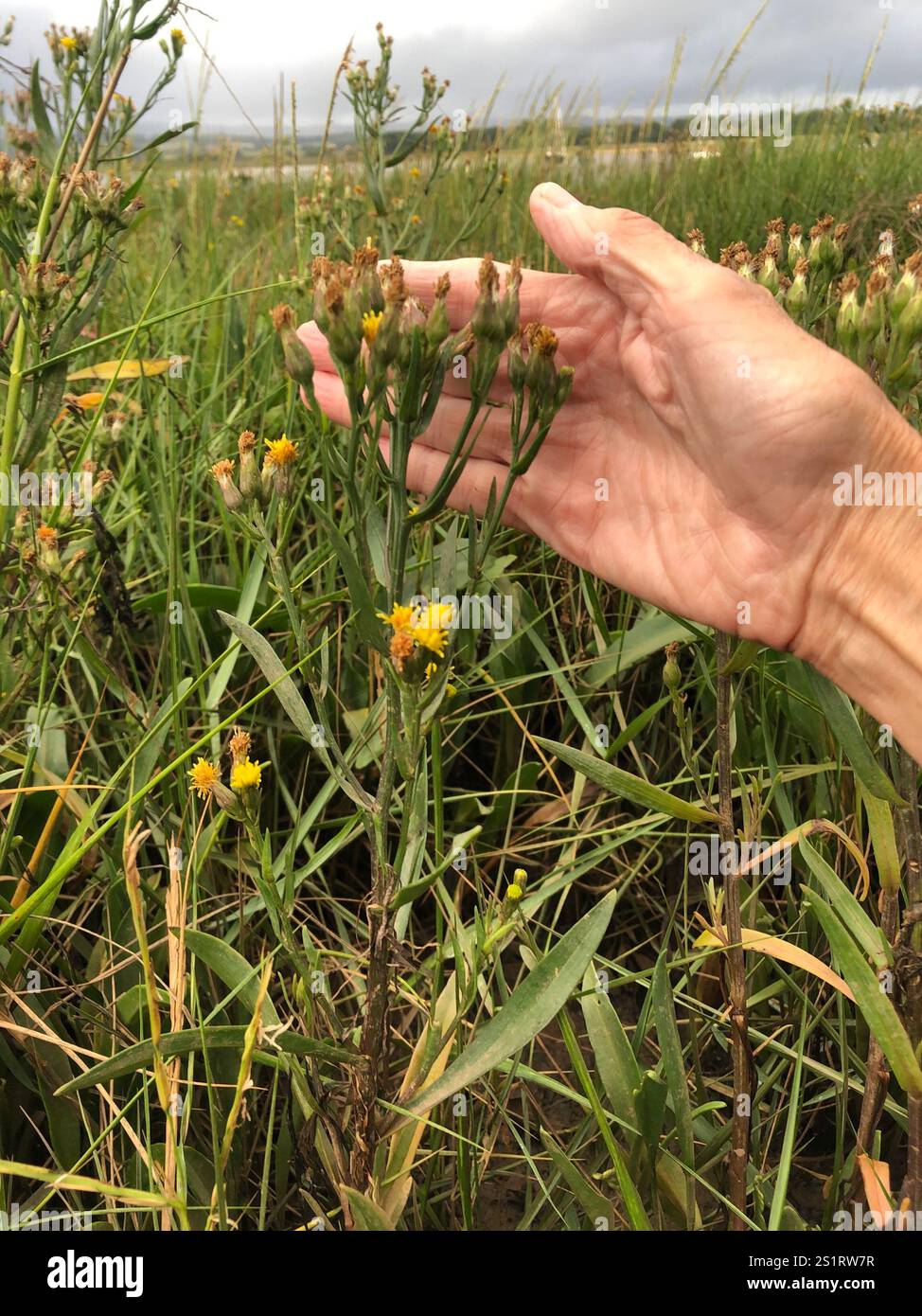 Sea Aster (Tripolium pannonicum Stock Photo - Alamy