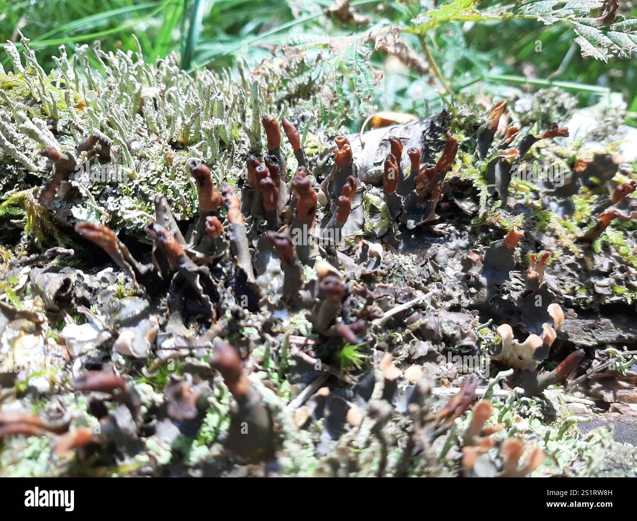 many-fruited pelt lichen (Peltigera polydactylon Stock Photo - Alamy