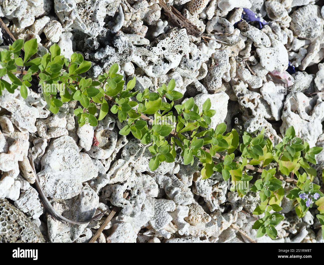 Beach Vitex (Vitex rotundifolia Stock Photo - Alamy