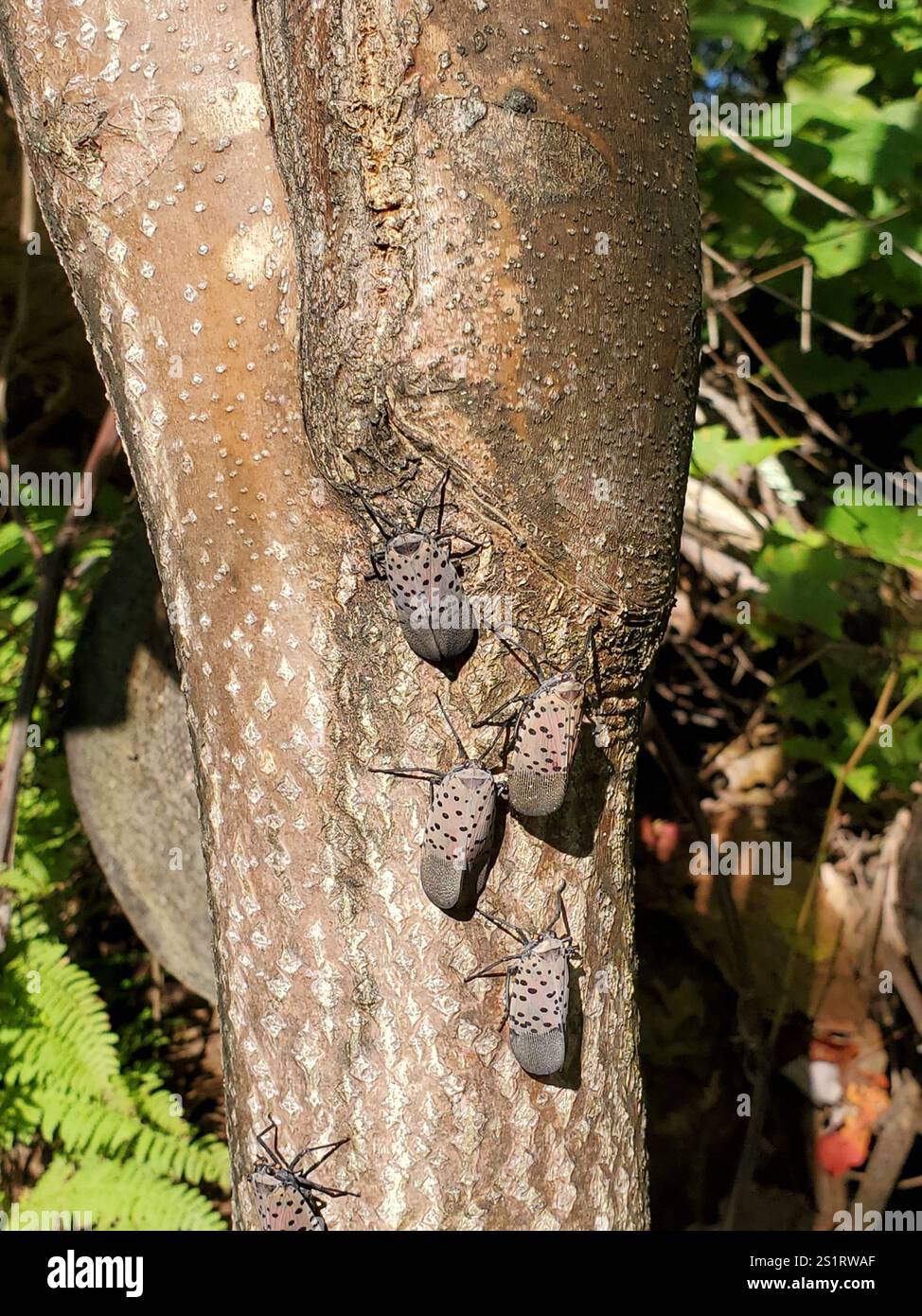 Spotted Lanternfly (Lycorma delicatula Stock Photo - Alamy
