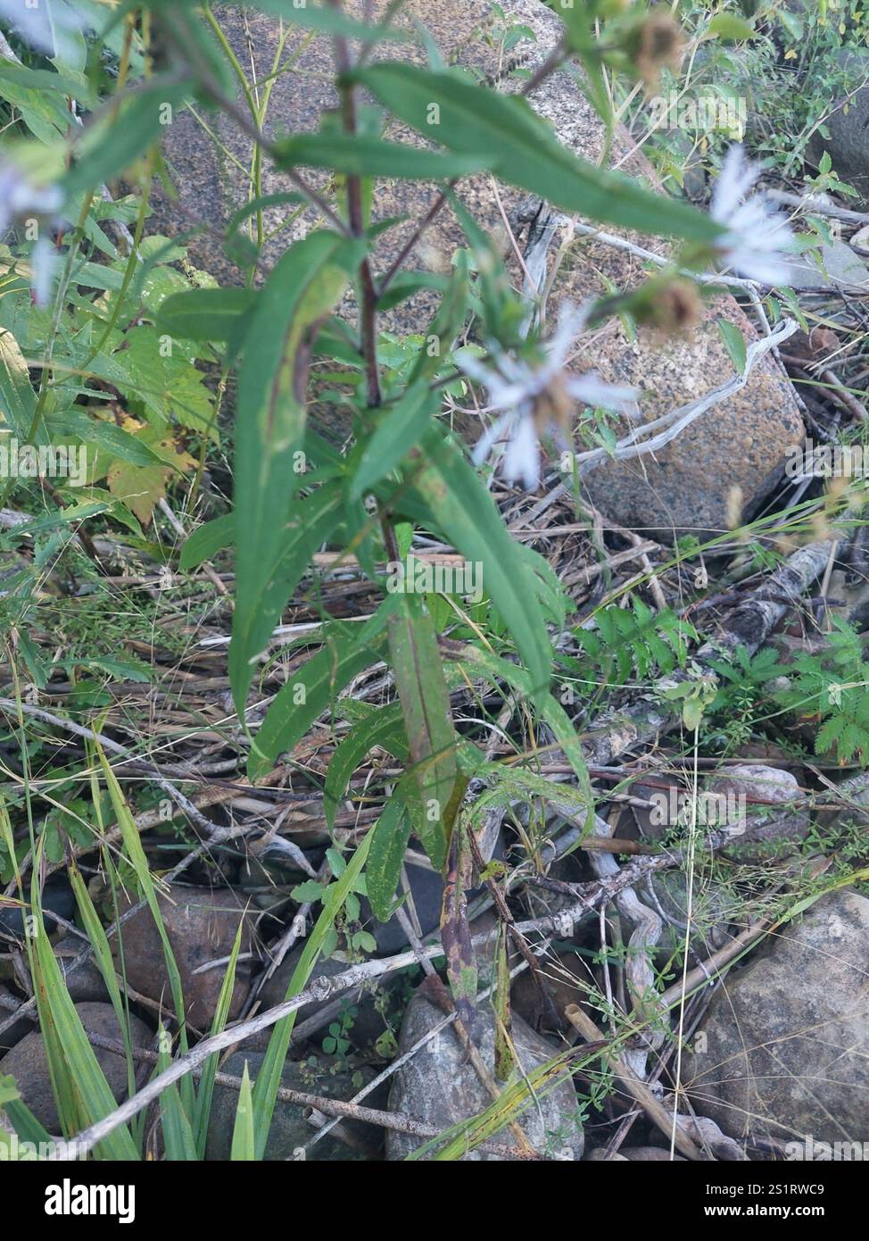 swamp aster (Symphyotrichum puniceum Stock Photo - Alamy