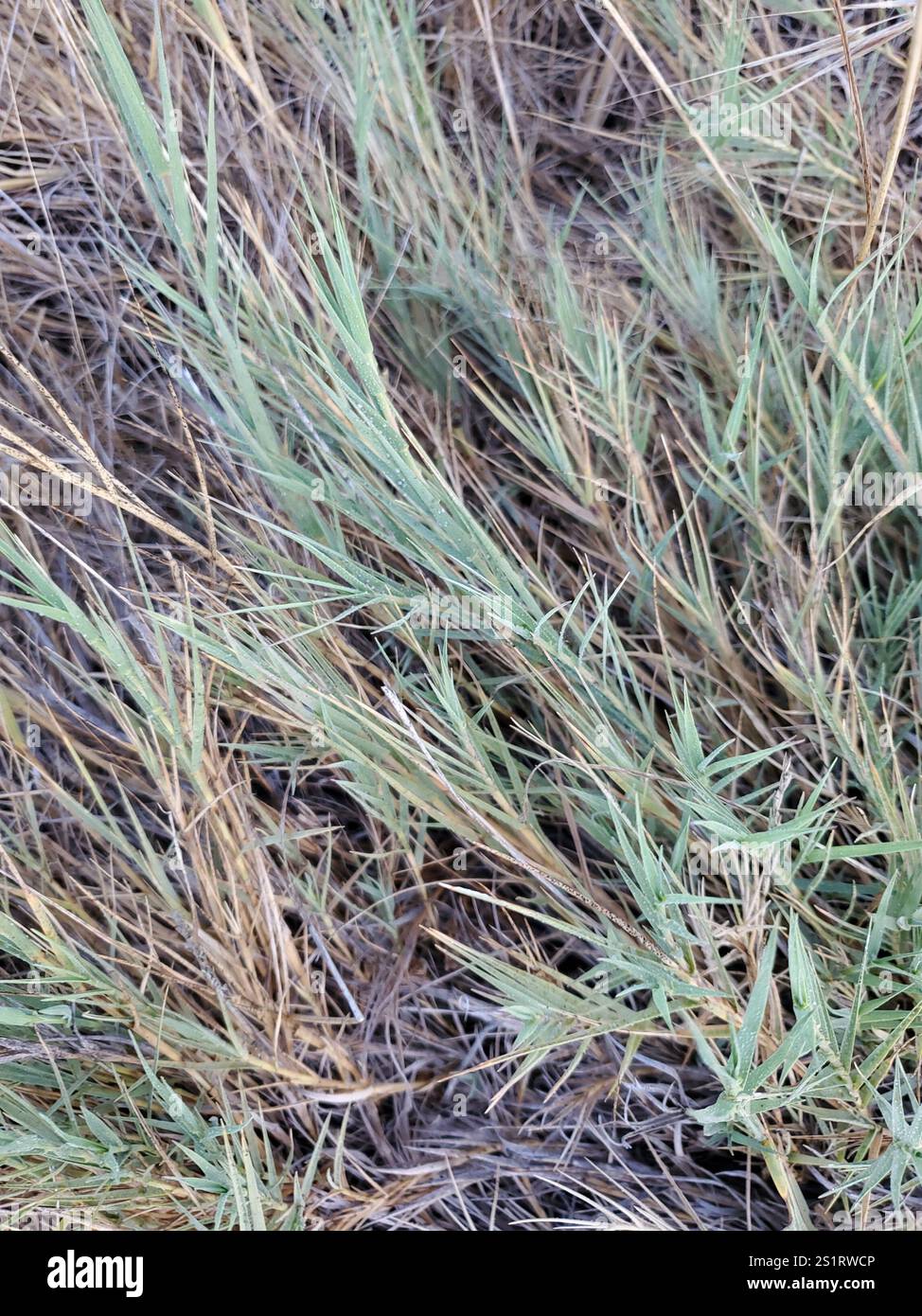 Saltgrass (Distichlis spicata Stock Photo - Alamy