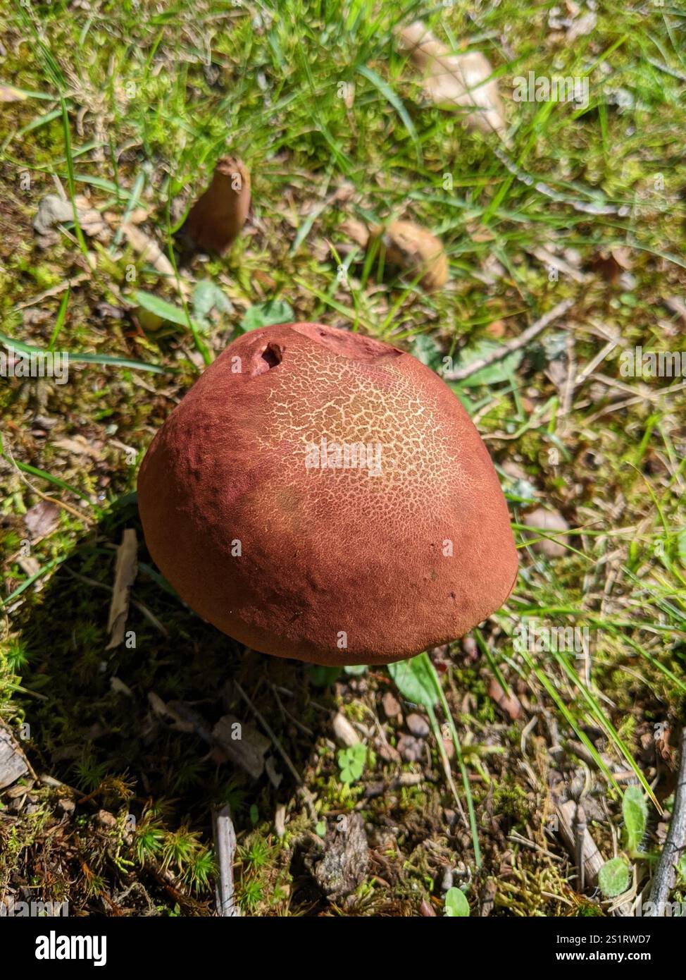 Two colored bolete hi-res stock photography and images - Alamy