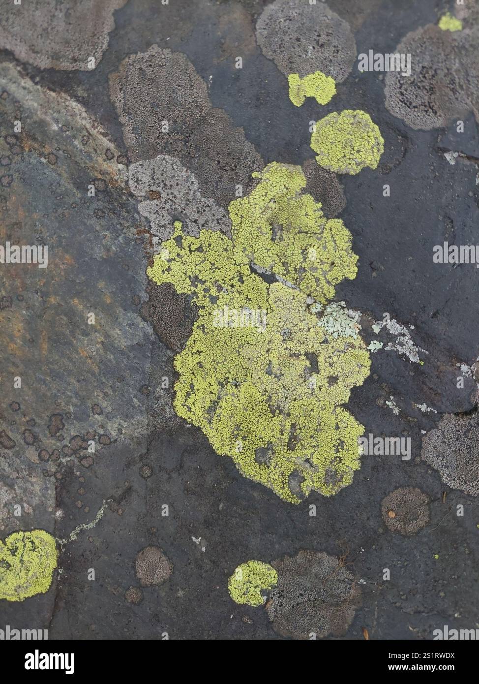 yellow map lichen (Rhizocarpon geographicum Stock Photo - Alamy