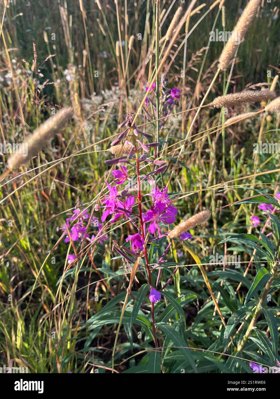 fireweed (Chamaenerion angustifolium Stock Photo - Alamy