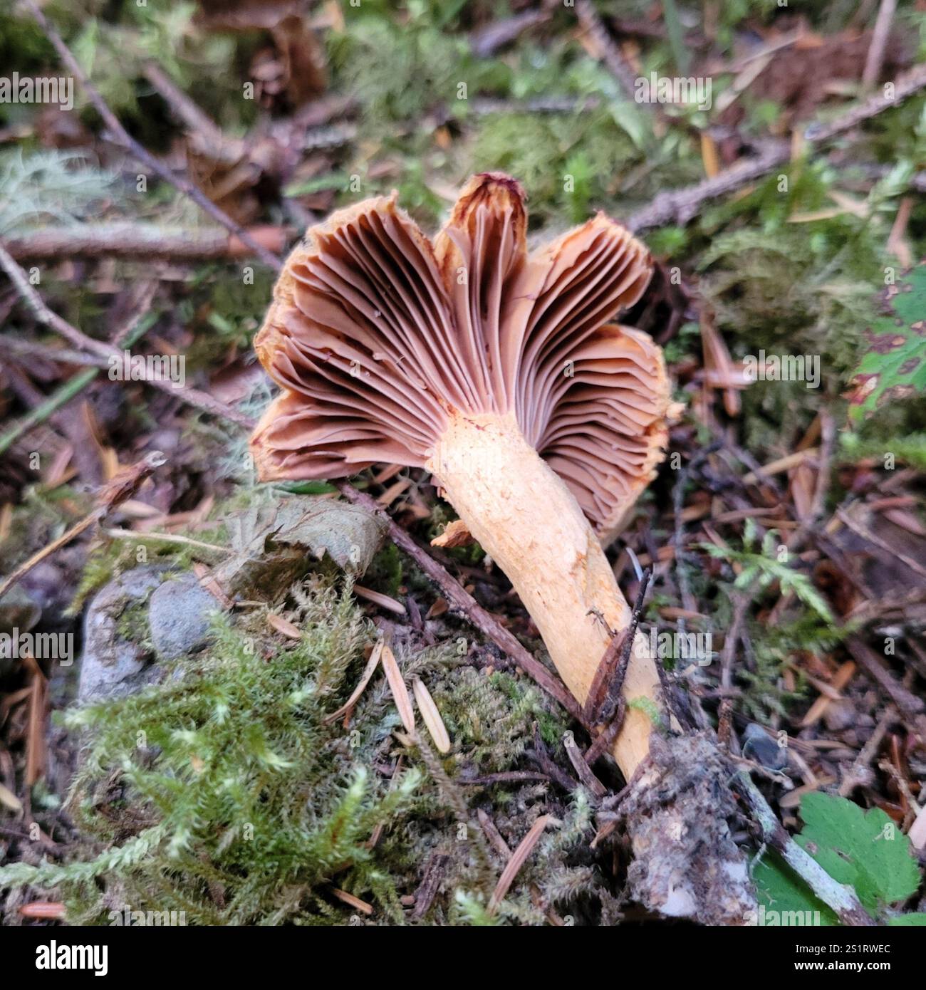 Woolly Pine Spike (Chroogomphus tomentosus Stock Photo - Alamy