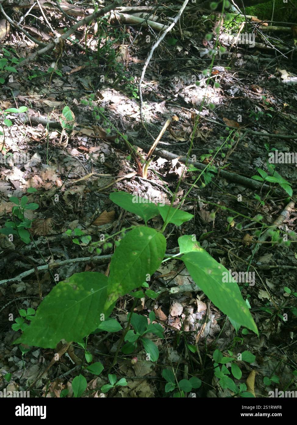 broadleaf enchanter's nightshade (Circaea canadensis Stock Photo - Alamy