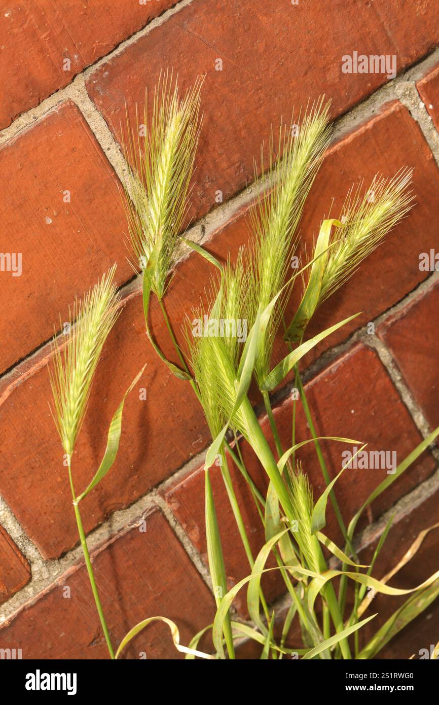 wall barley (Hordeum murinum Stock Photo - Alamy