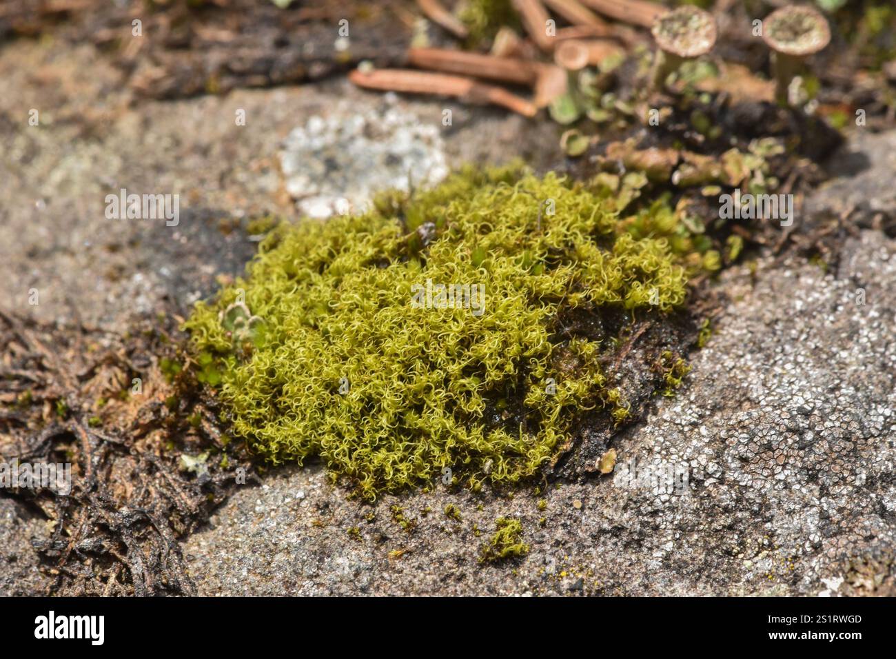 Twisted Moss (Tortella tortuosa Stock Photo - Alamy