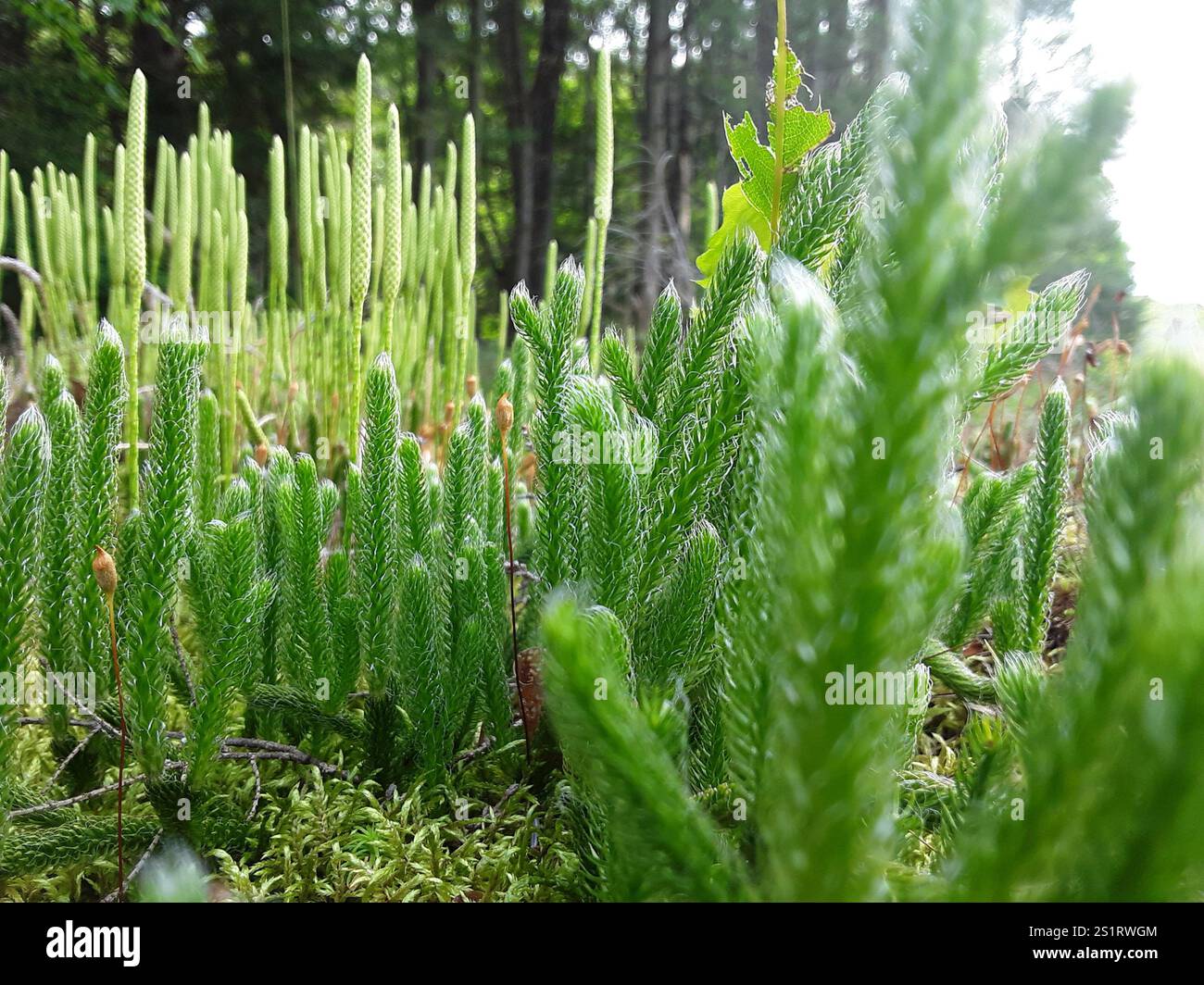 arctic stag's-horn clubmoss (Lycopodium lagopus Stock Photo - Alamy
