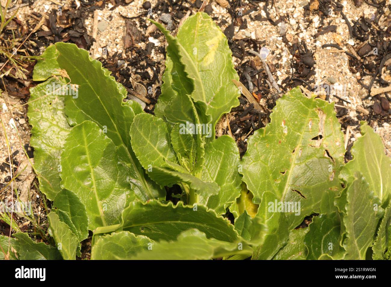 sea beet (Beta vulgaris maritima Stock Photo - Alamy