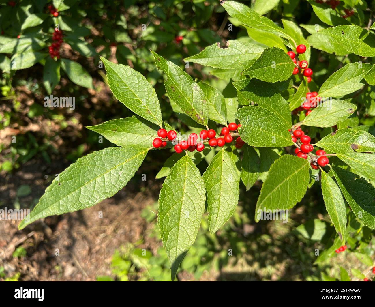 winterberry holly (Ilex verticillata Stock Photo - Alamy