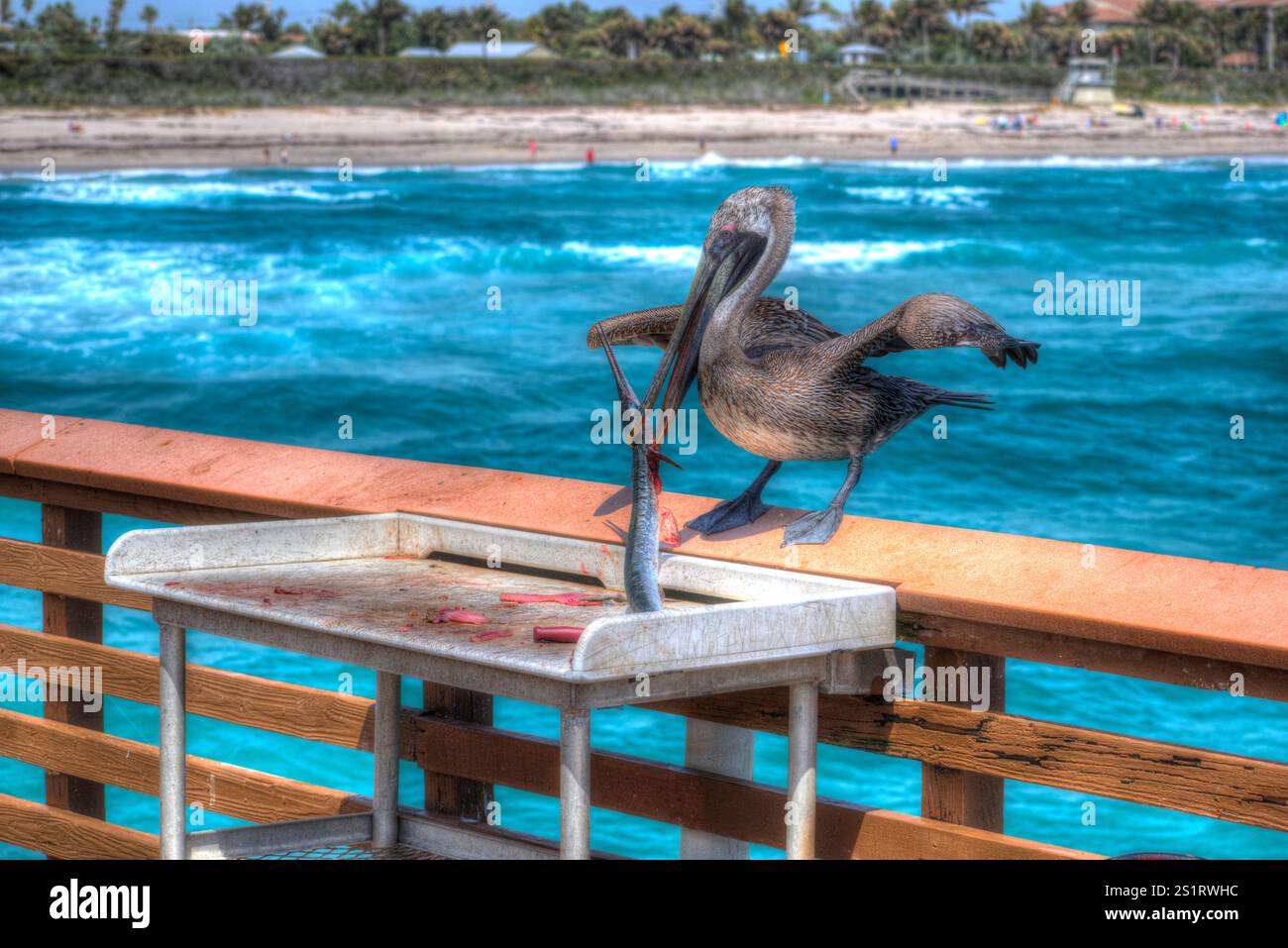 Florida Pelican Stealing a Fish at Cleaning Table Stock Photo - Alamy