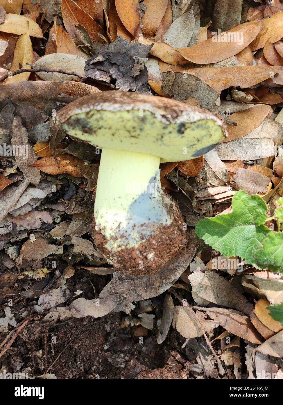 Ben's Bitter Bolete (Caloboletus marshii Stock Photo - Alamy