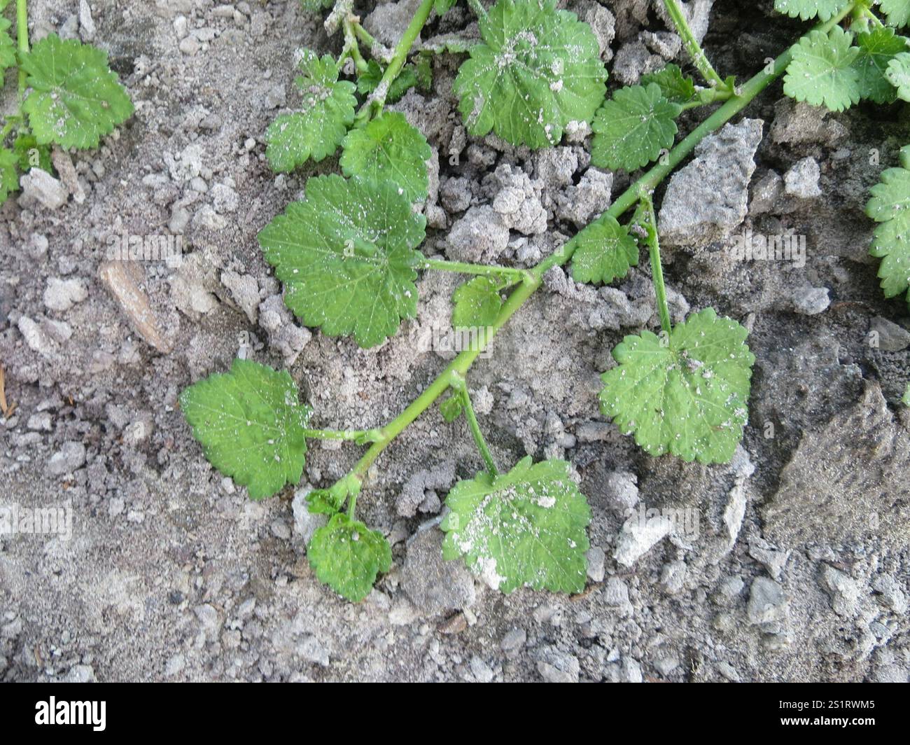 Carolina Bristlemallow (Modiola caroliniana Stock Photo - Alamy