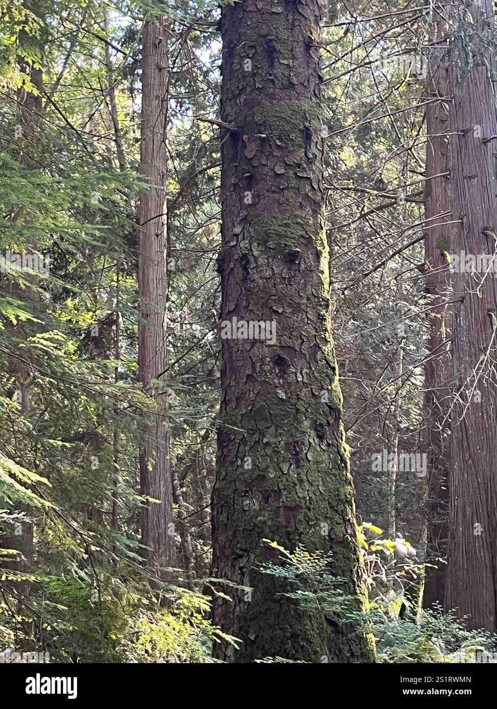 Sitka spruce (Picea sitchensis Stock Photo - Alamy