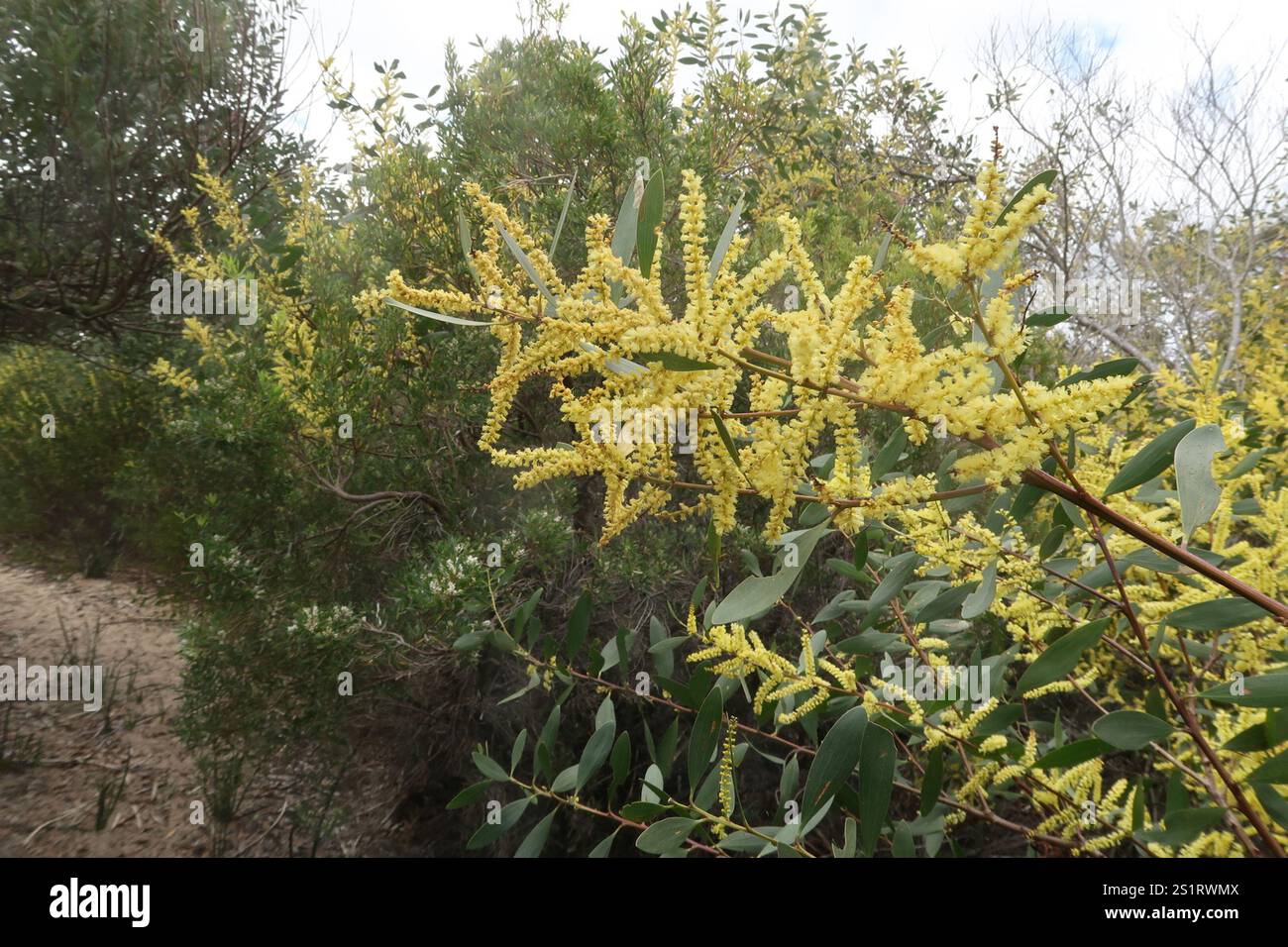 coastal wattle (Acacia longifolia sophorae Stock Photo - Alamy