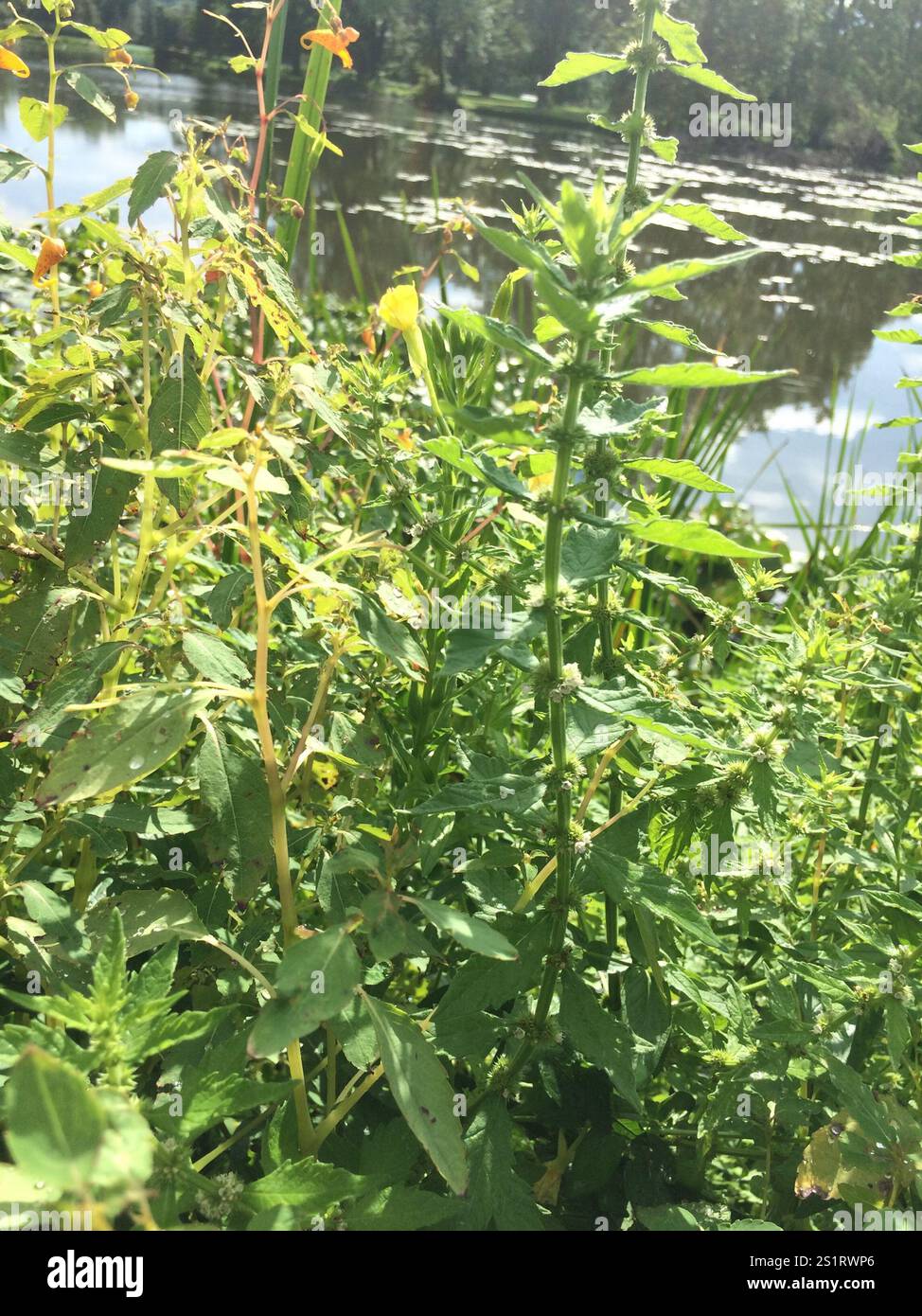 common jewelweed (Impatiens capensis Stock Photo - Alamy