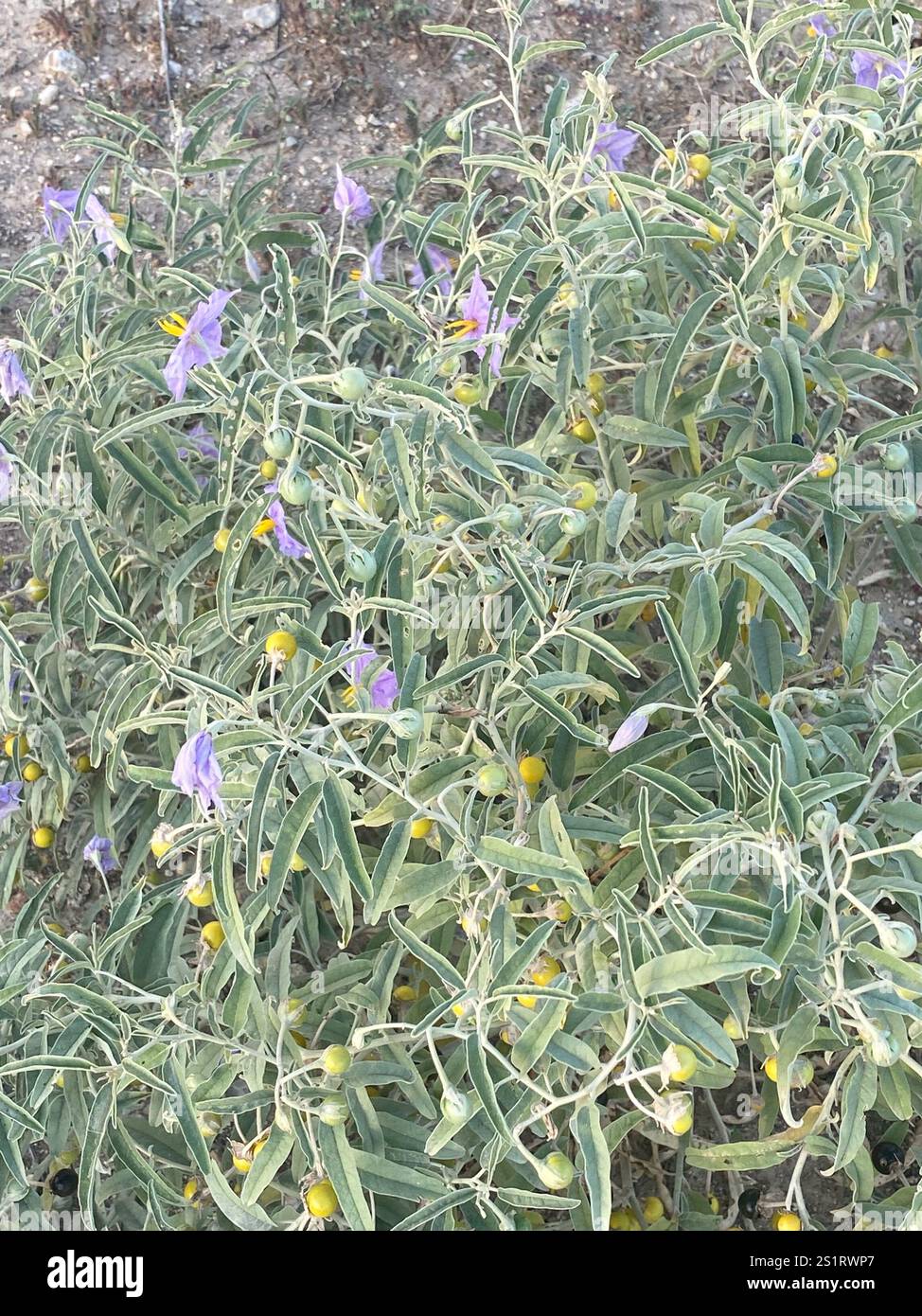 silverleaf nightshade (Solanum elaeagnifolium Stock Photo - Alamy