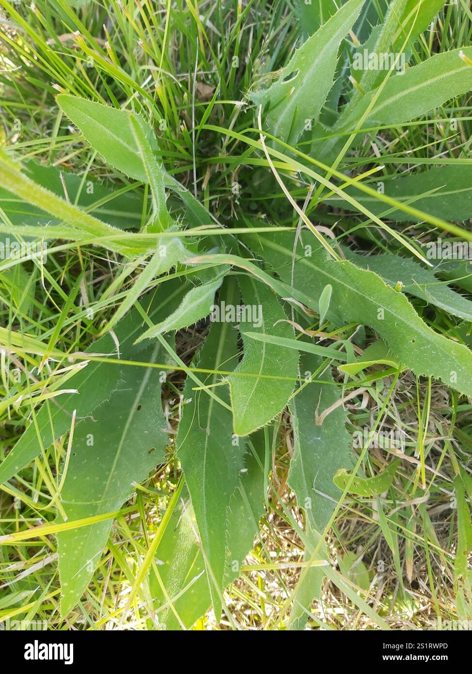 Queen Anne's thistle (Cirsium canum Stock Photo - Alamy