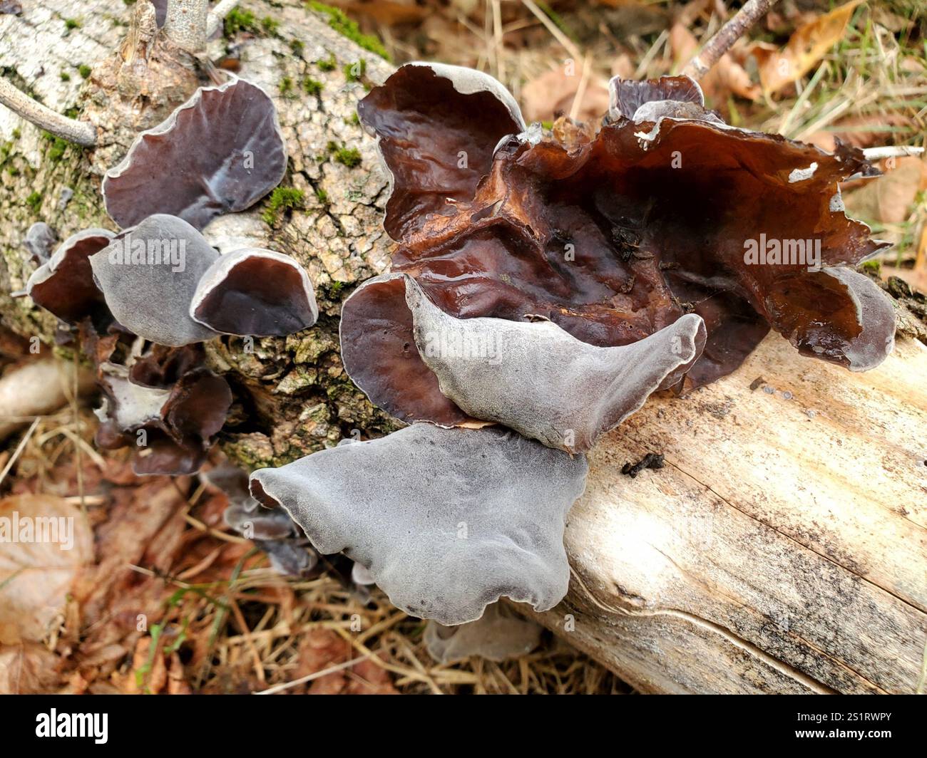 Wood ear fungi (Auricularia Stock Photo - Alamy