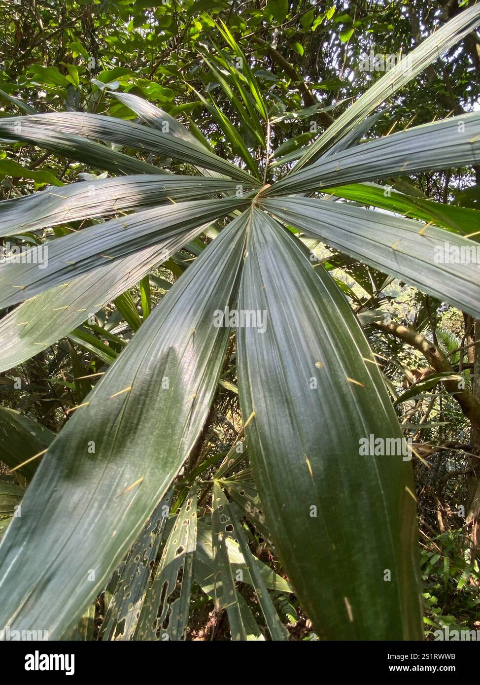 Yellow Rotang Palm (Calamus formosanus Stock Photo - Alamy