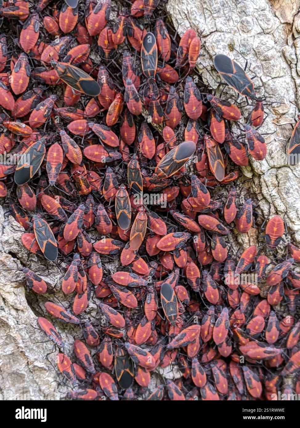 Eastern Boxelder Bug (Boisea trivittata Stock Photo - Alamy