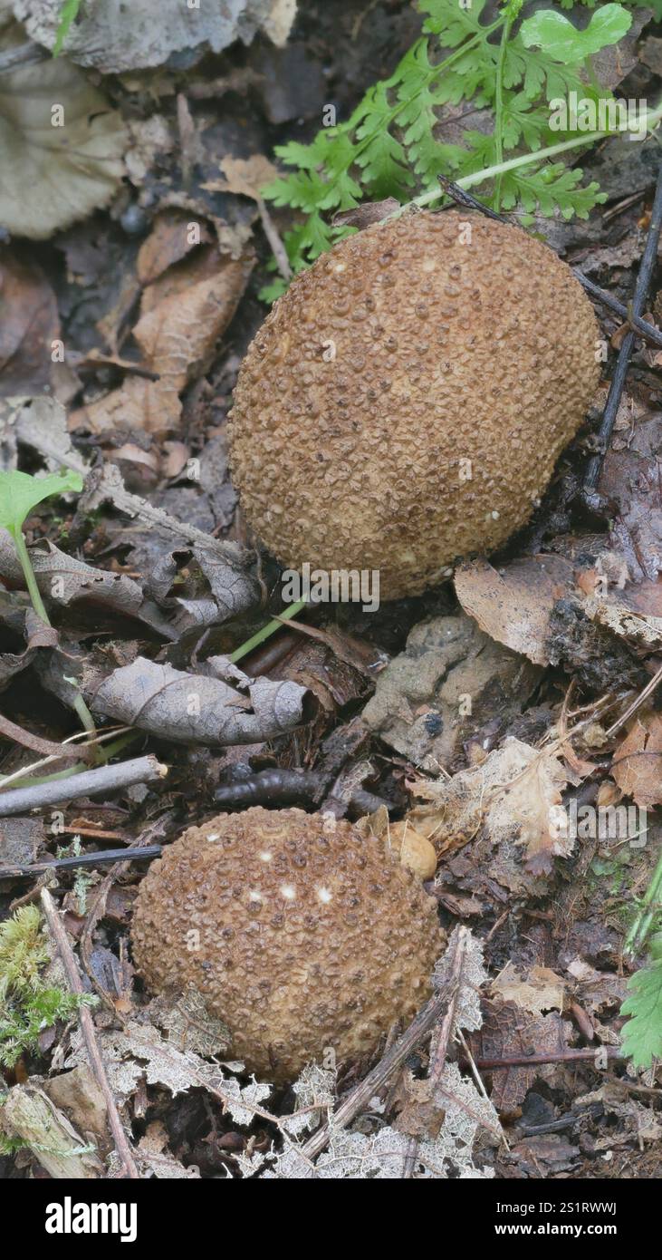 common earthball (Scleroderma citrinum Stock Photo - Alamy