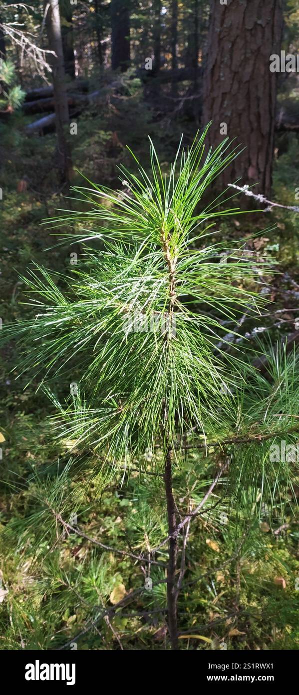 Siberian pine (Pinus sibirica Stock Photo - Alamy