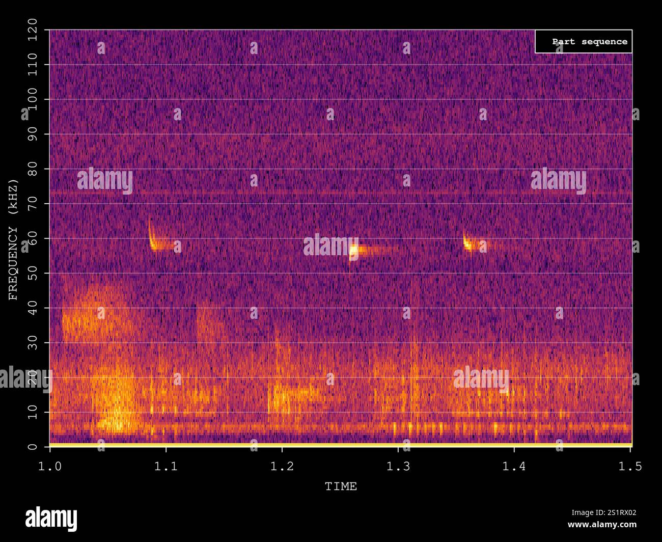 Pygmy Pipistrelle (Pipistrellus pygmaeus Stock Photo - Alamy