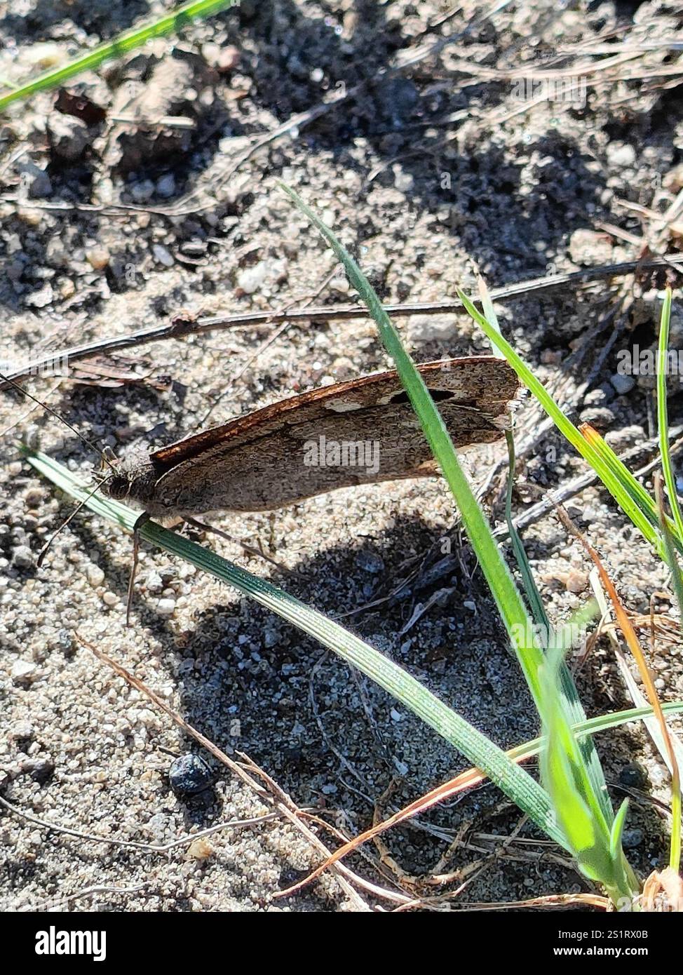 Tree Grayling (Hipparchia statilinus Stock Photo - Alamy