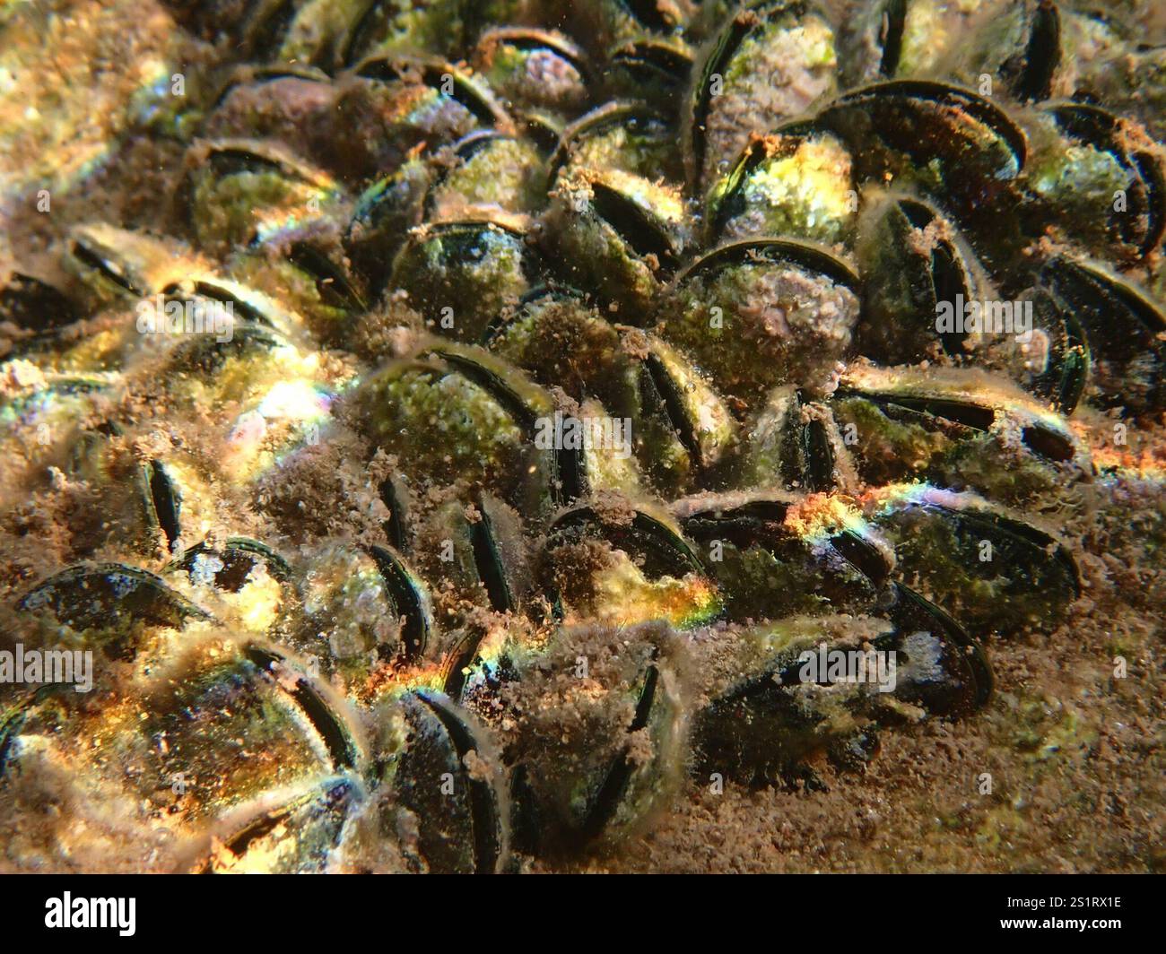 Mediterranean Mussel (Mytilus galloprovincialis Stock Photo - Alamy