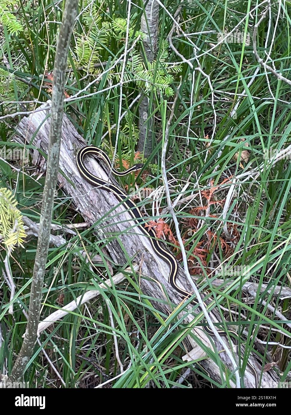 Northern Ribbon Snake (Thamnophis saurita septentrionalis Stock Photo ...