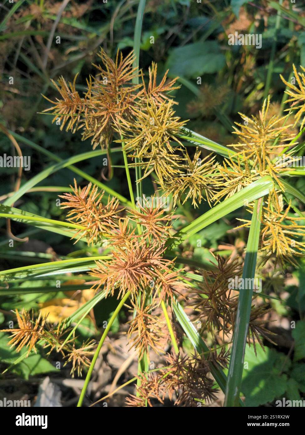 Fragrant flatsedge (Cyperus odoratus Stock Photo - Alamy