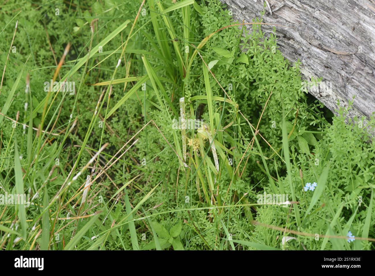 true sedges (Carex Stock Photo - Alamy
