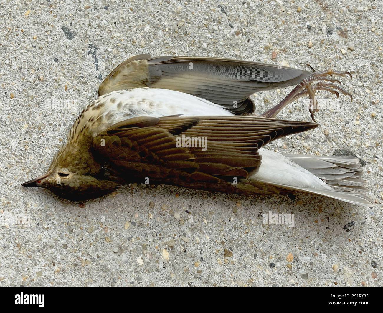 Swainson's Thrush (Catharus ustulatus Stock Photo - Alamy