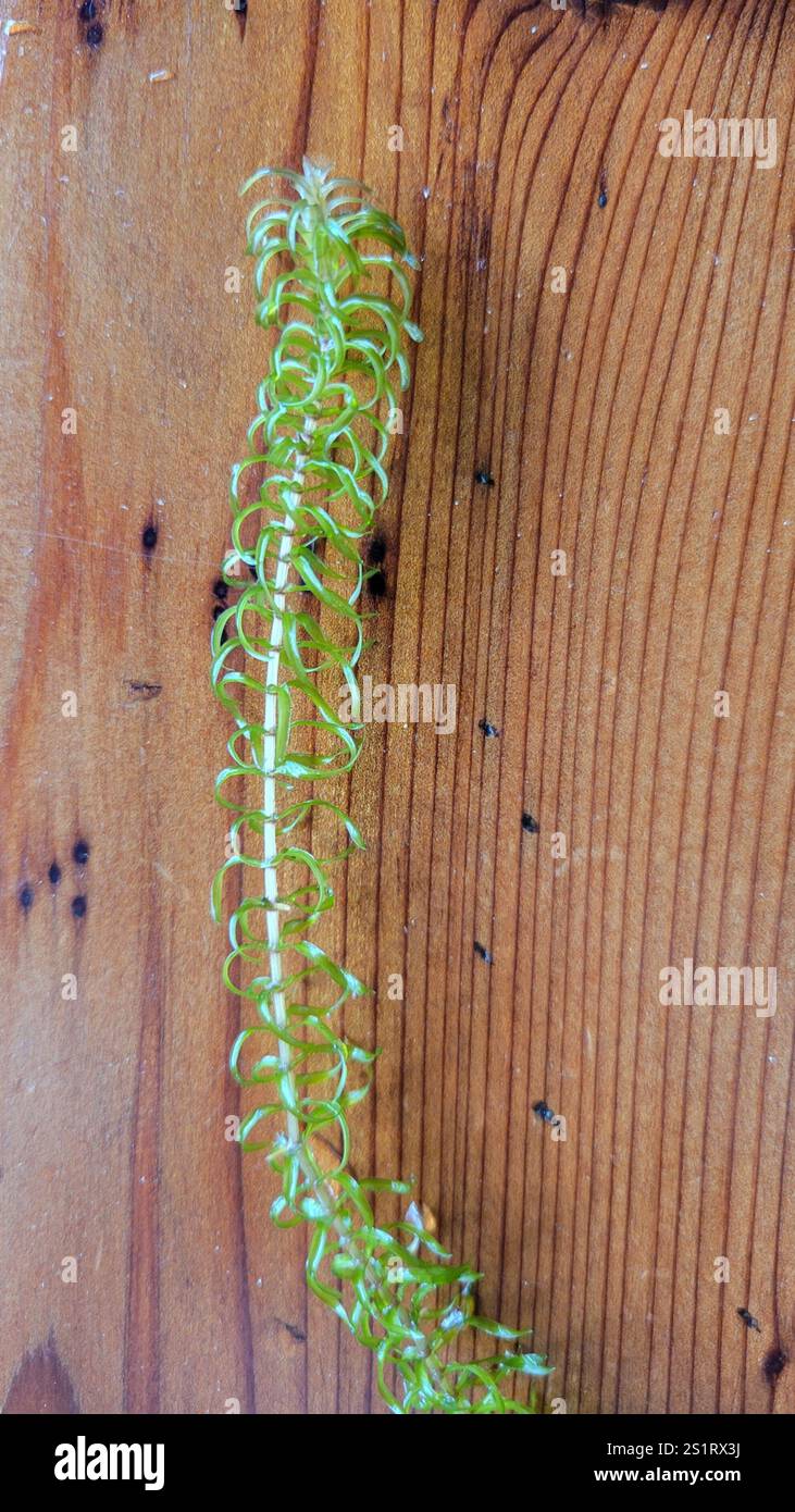 Nuttall's Waterweed (Elodea nuttallii Stock Photo - Alamy