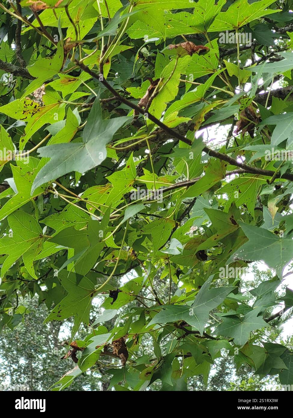 American sweetgum (Liquidambar styraciflua Stock Photo - Alamy
