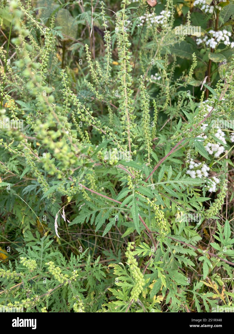 common ragweed (Ambrosia artemisiifolia Stock Photo - Alamy